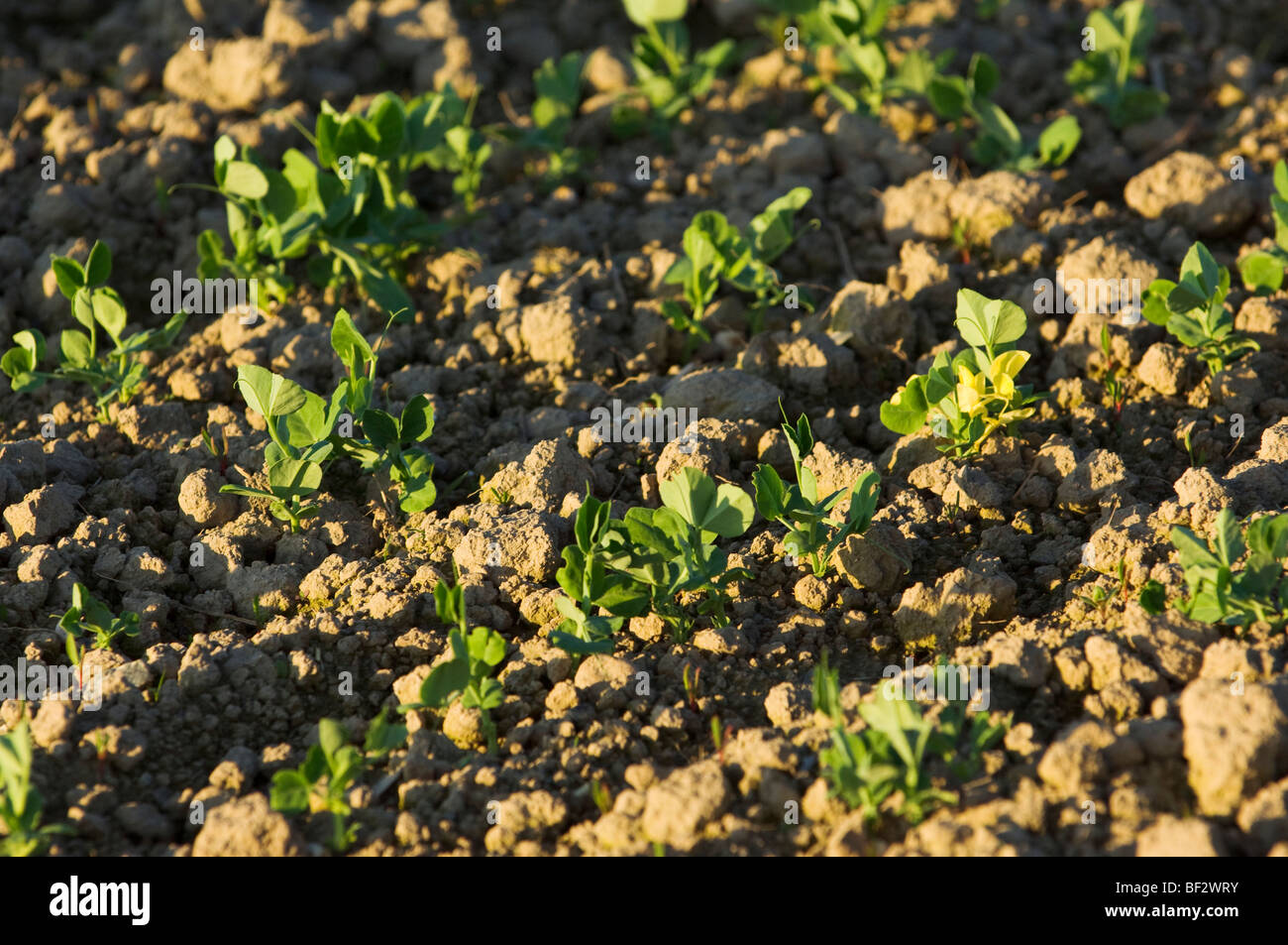 Agriculture - Crop of healthy early growth fresh pea plants / near ...