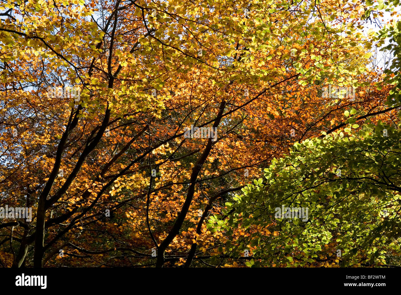 Autumn colours in woods in the Cotswolds, Gloucestershire, England ...