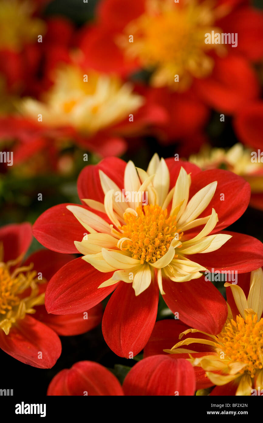 Yellow Disc Of Florets High Resolution Stock Photography and Images - Alamy