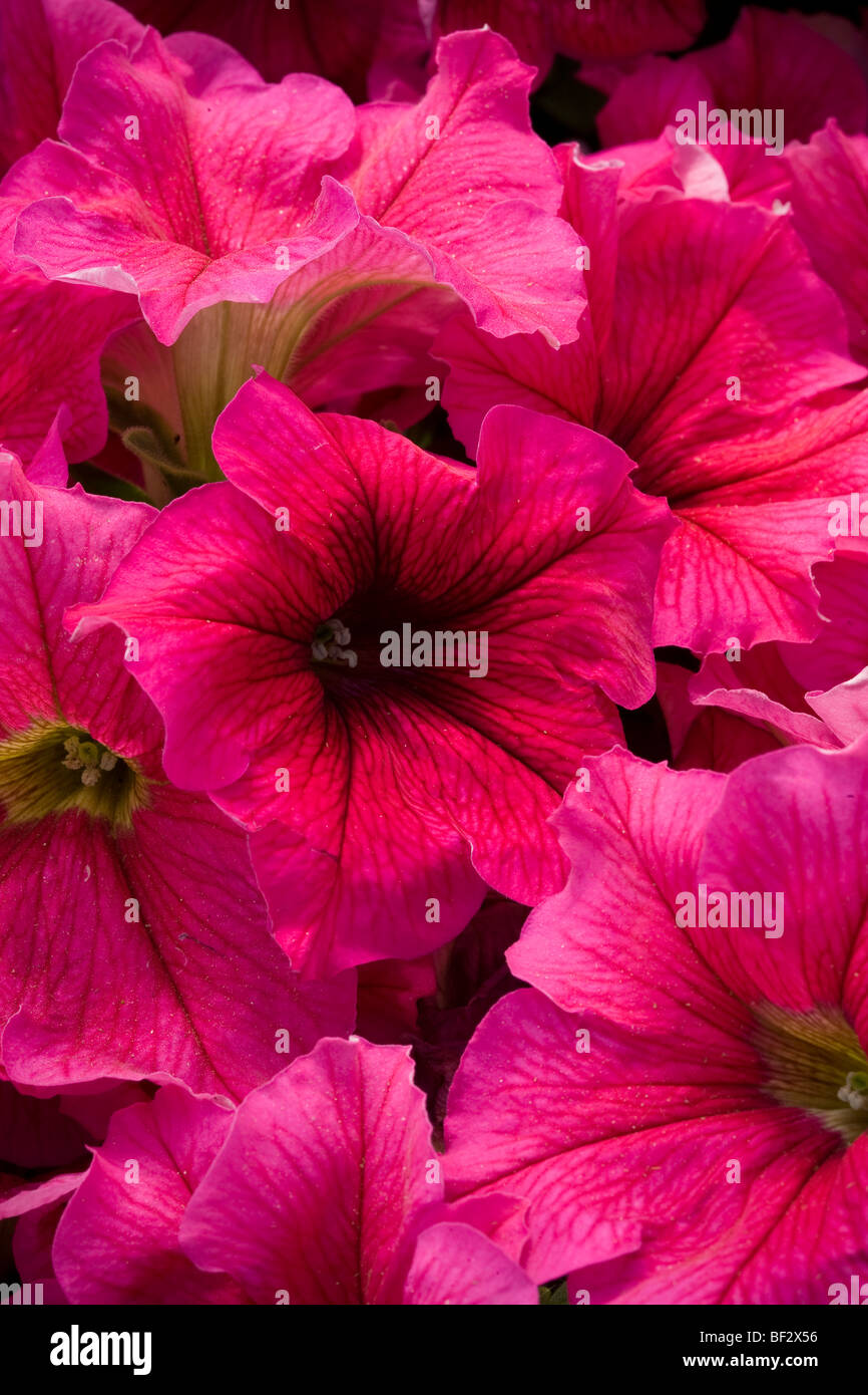 Petunia 'Glow Prairie Fire' annual flower at Oro Farms Display at ...