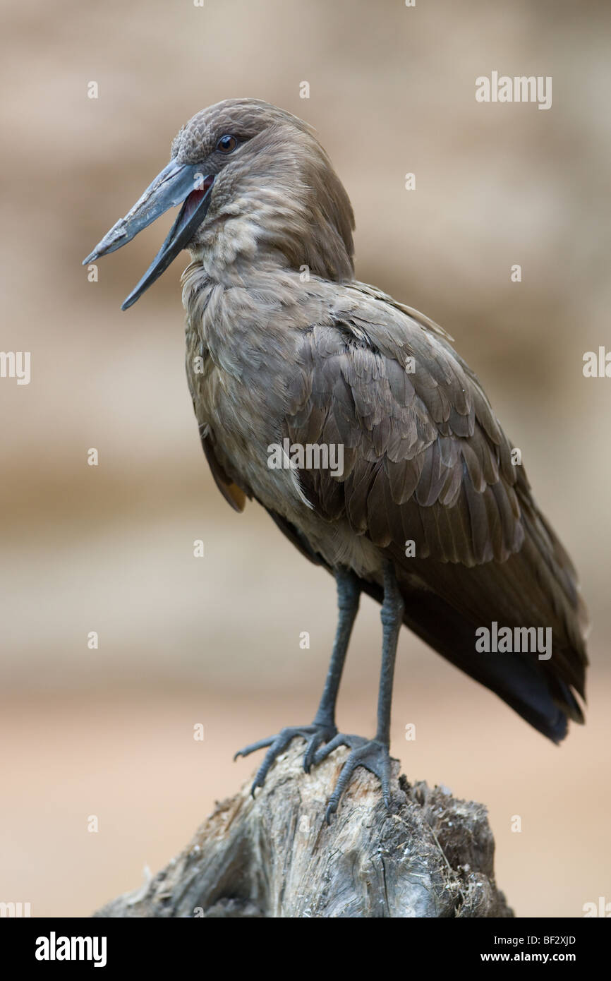 Hammerkop or Hammerhead bird - Scopus umbretta Stock Photo - Alamy