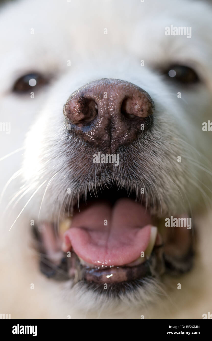 Dogs nose hi-res stock photography and images - Alamy