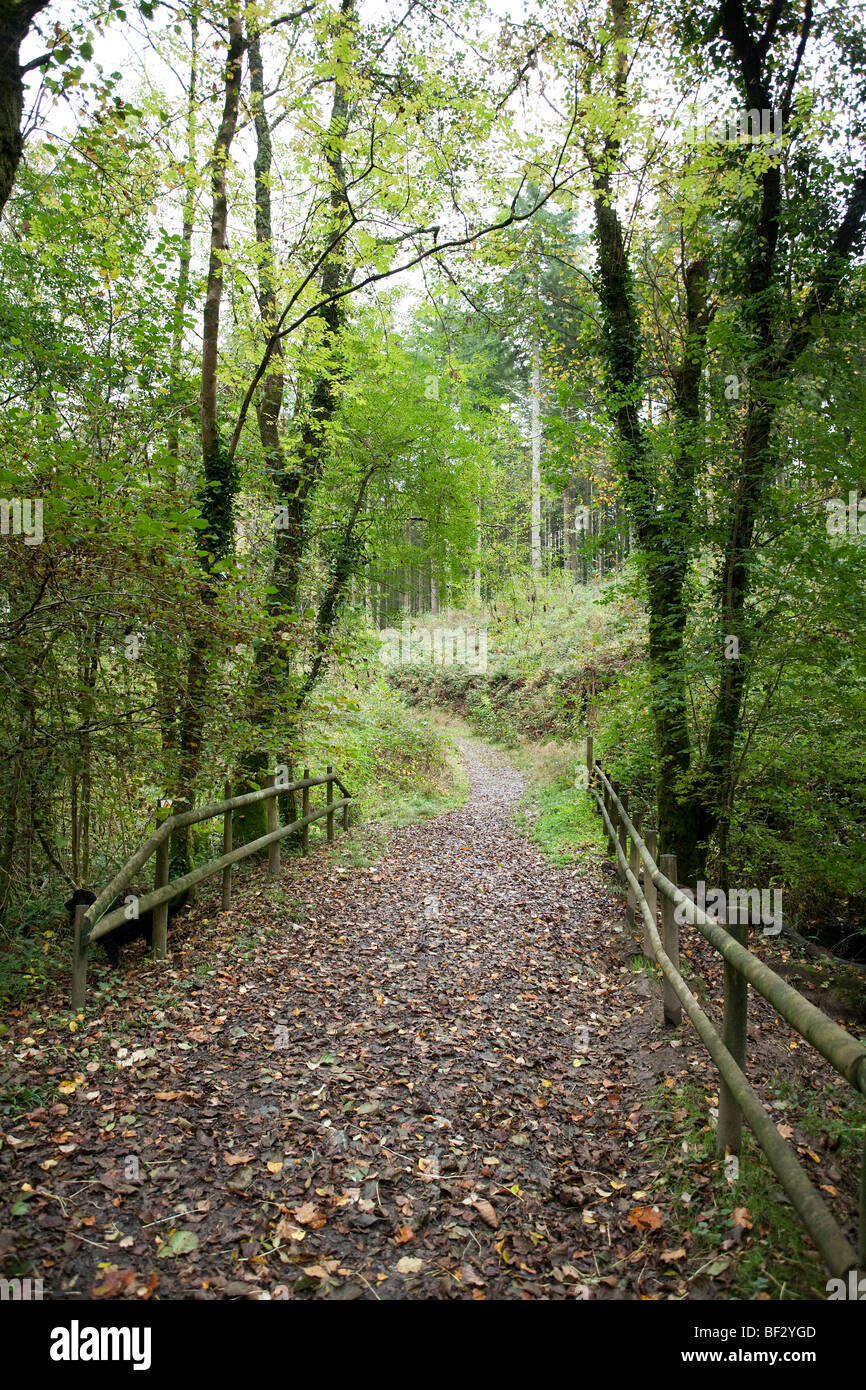 foorpath through the woods in autumn with fallen leaves Stock Photo - Alamy