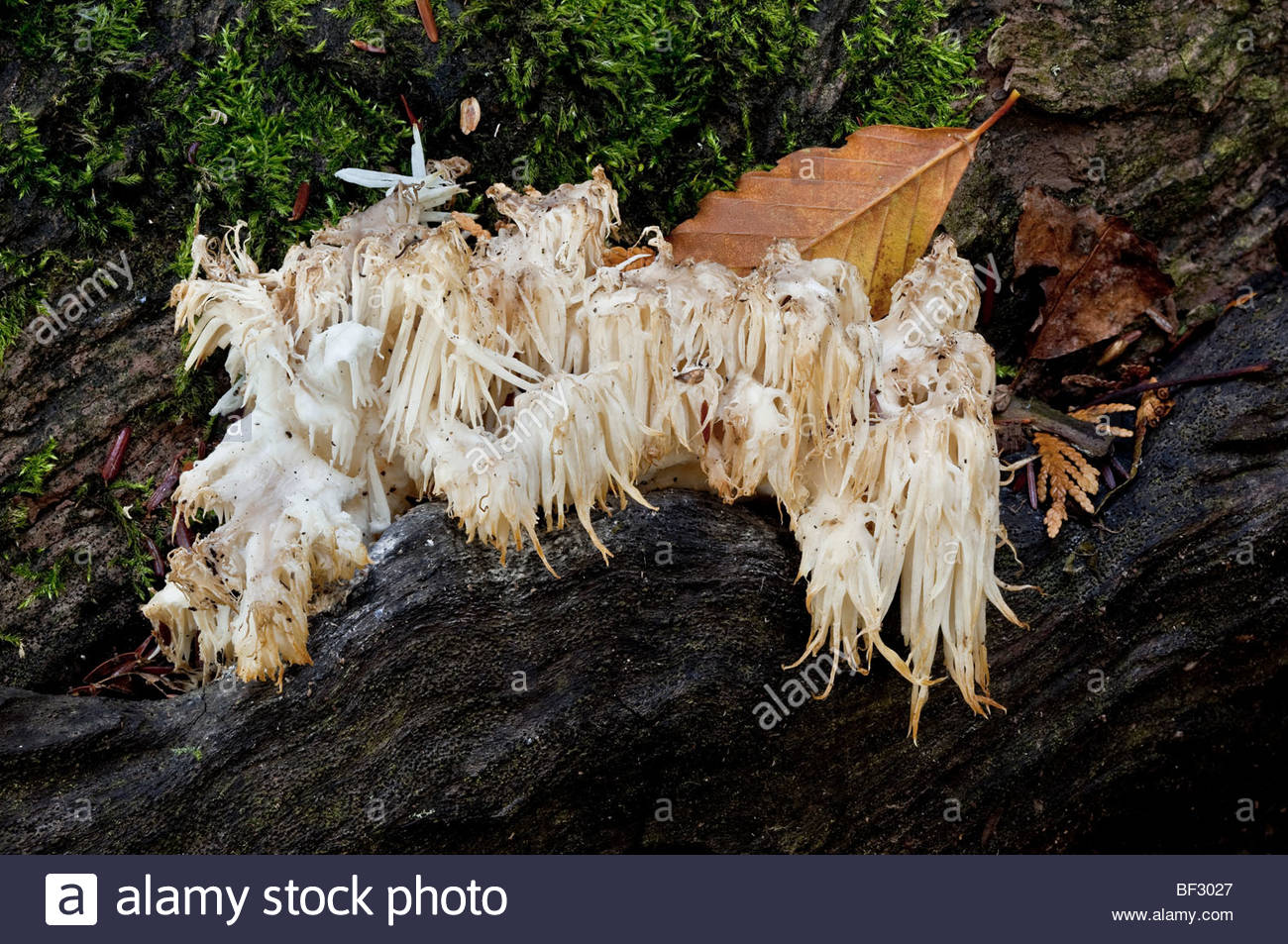 Bears Head Tooth High Resolution Stock Photography and Images - Alamy