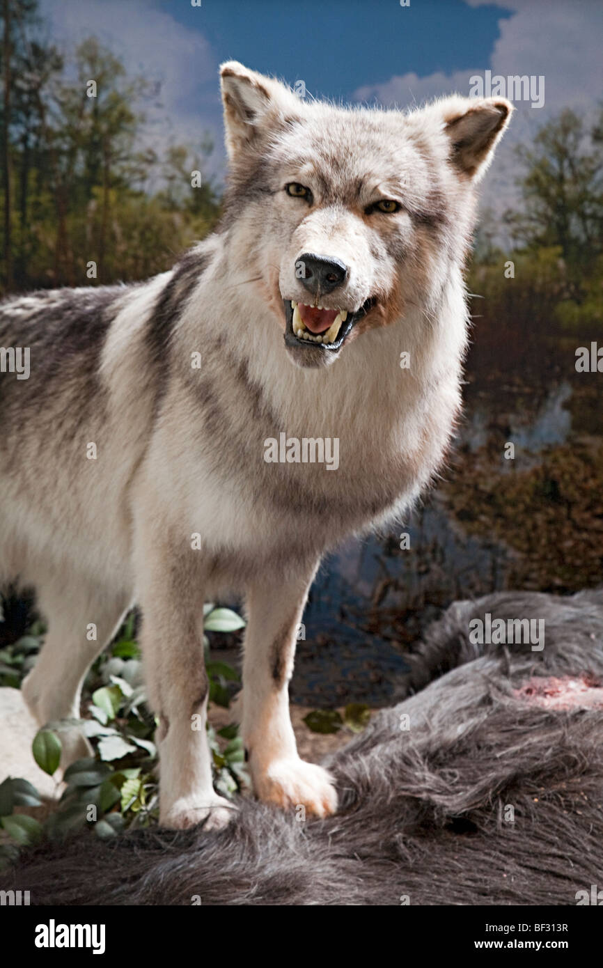 Wolf in museum display Hunebedcentrum visitor centre Borger Drenthe ...