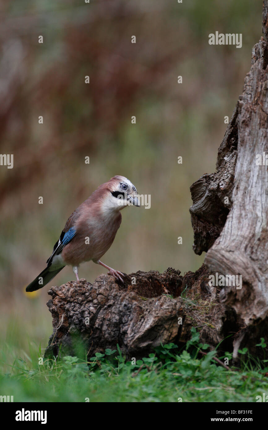 Jay Garrulus glandarius Autumn leaves Stock Photo - Alamy