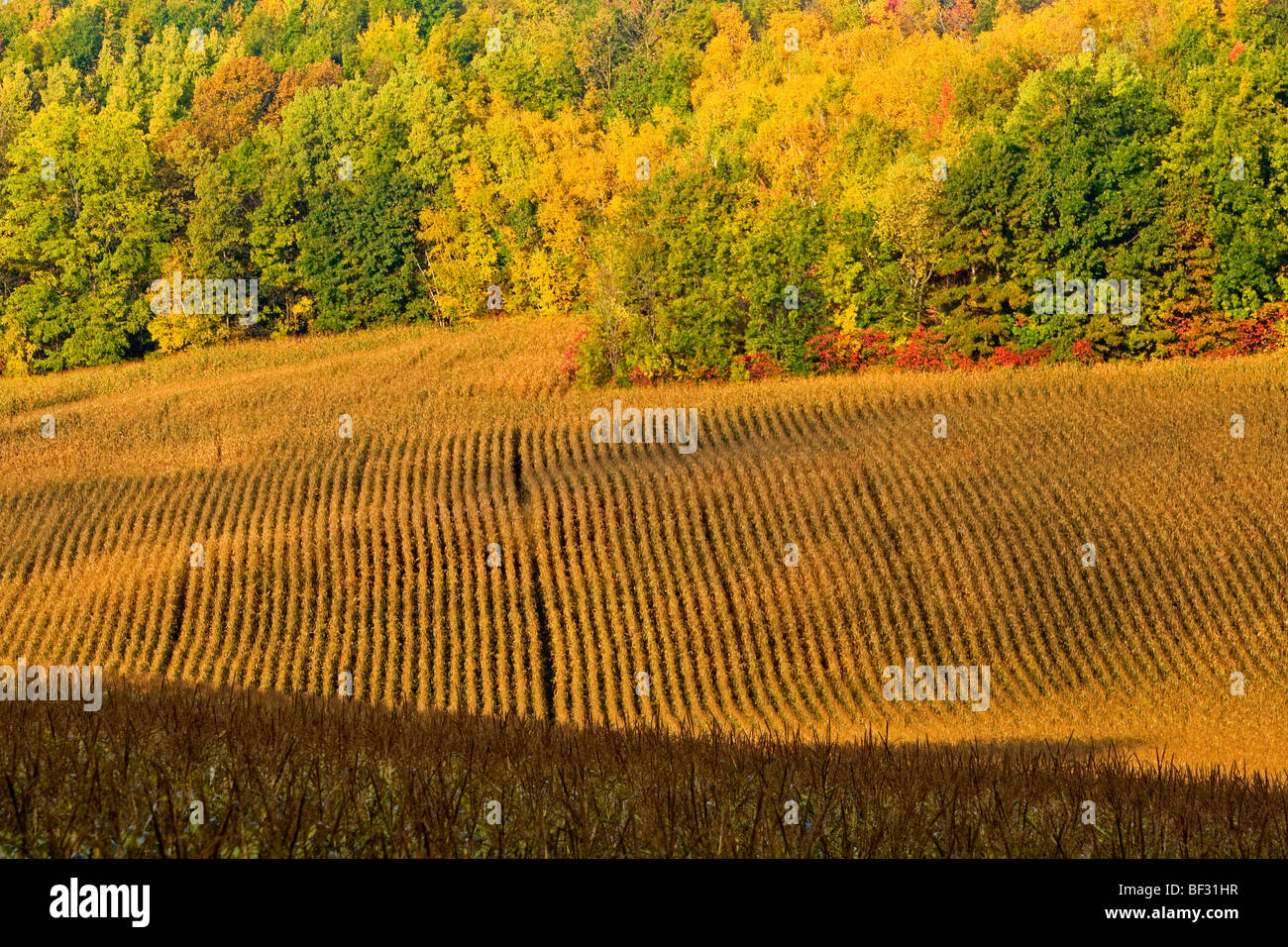 Agriculture - Rolling hillside mature grain corn field in Autumn just ...