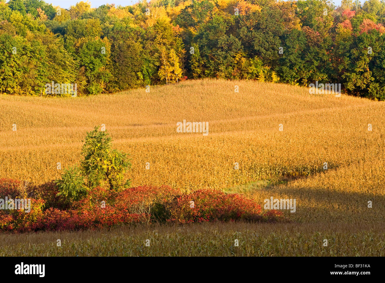 Wi agriculture hi-res stock photography and images - Alamy