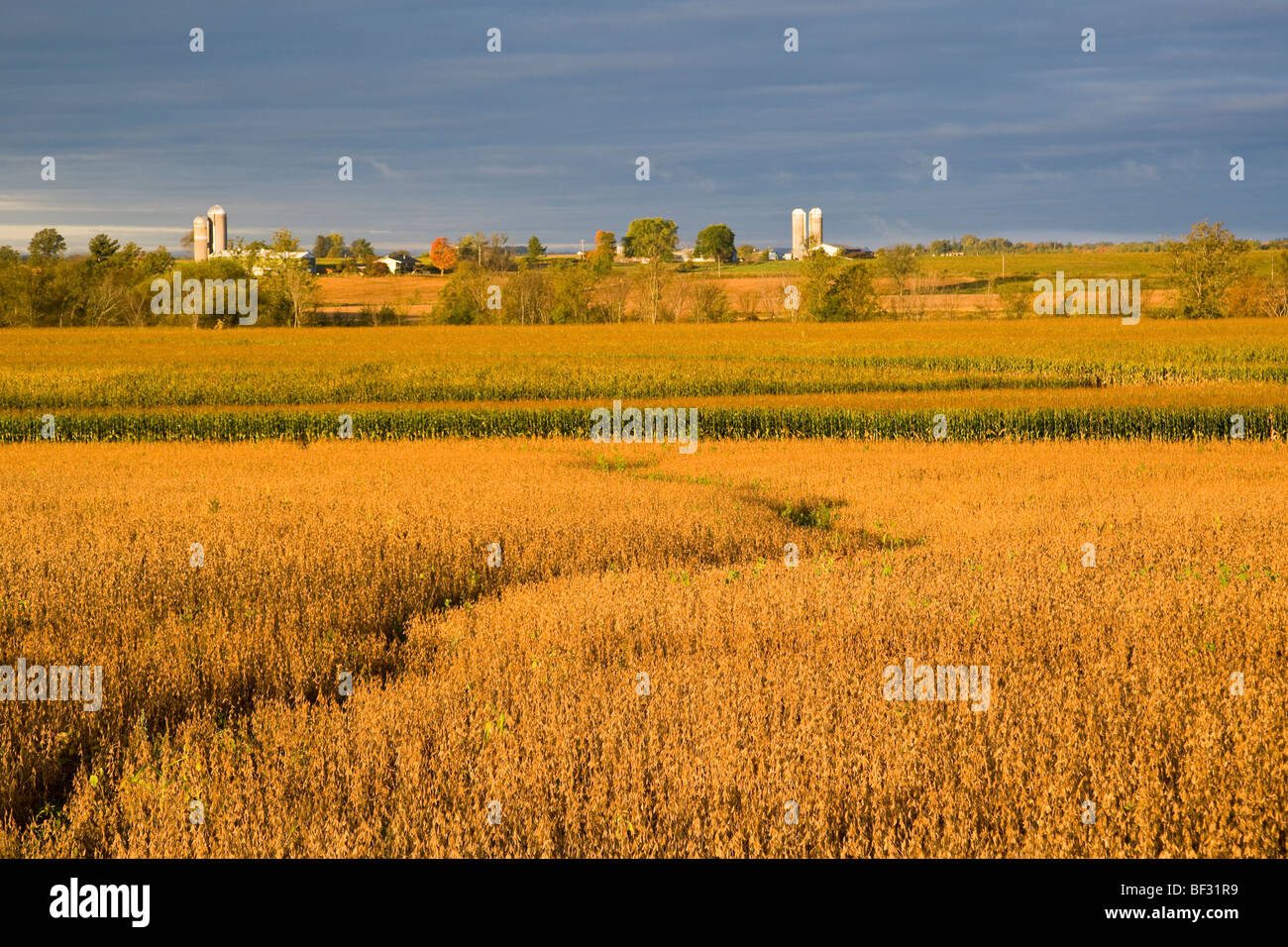 Mixed crops soybean hi-res stock photography and images - Alamy