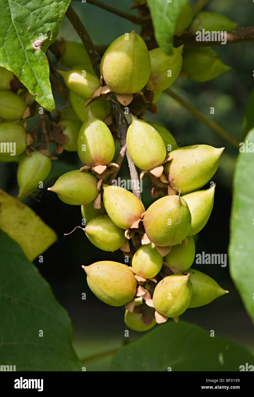 Fruit native to china hi-res stock photography and images - Alamy