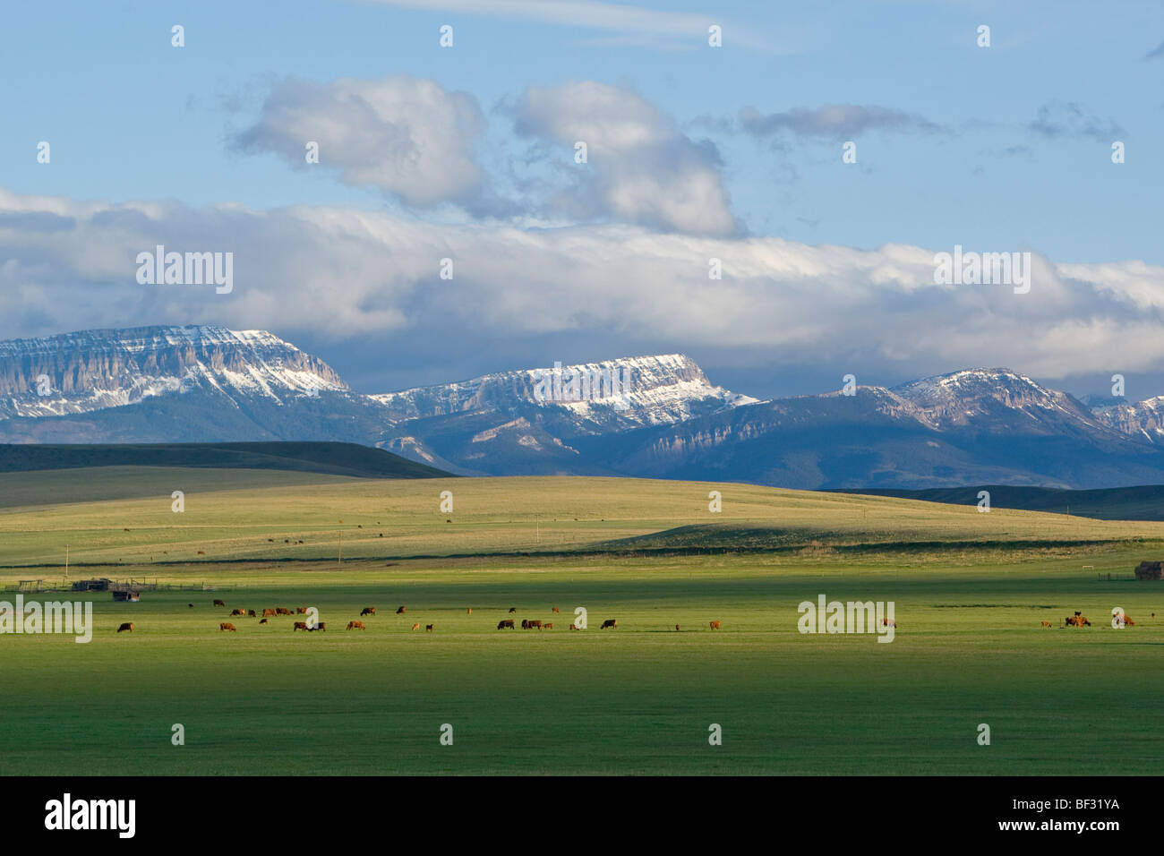 Beef cattle graze on healthy lush spring grass with the Sawtooth Ridge ...