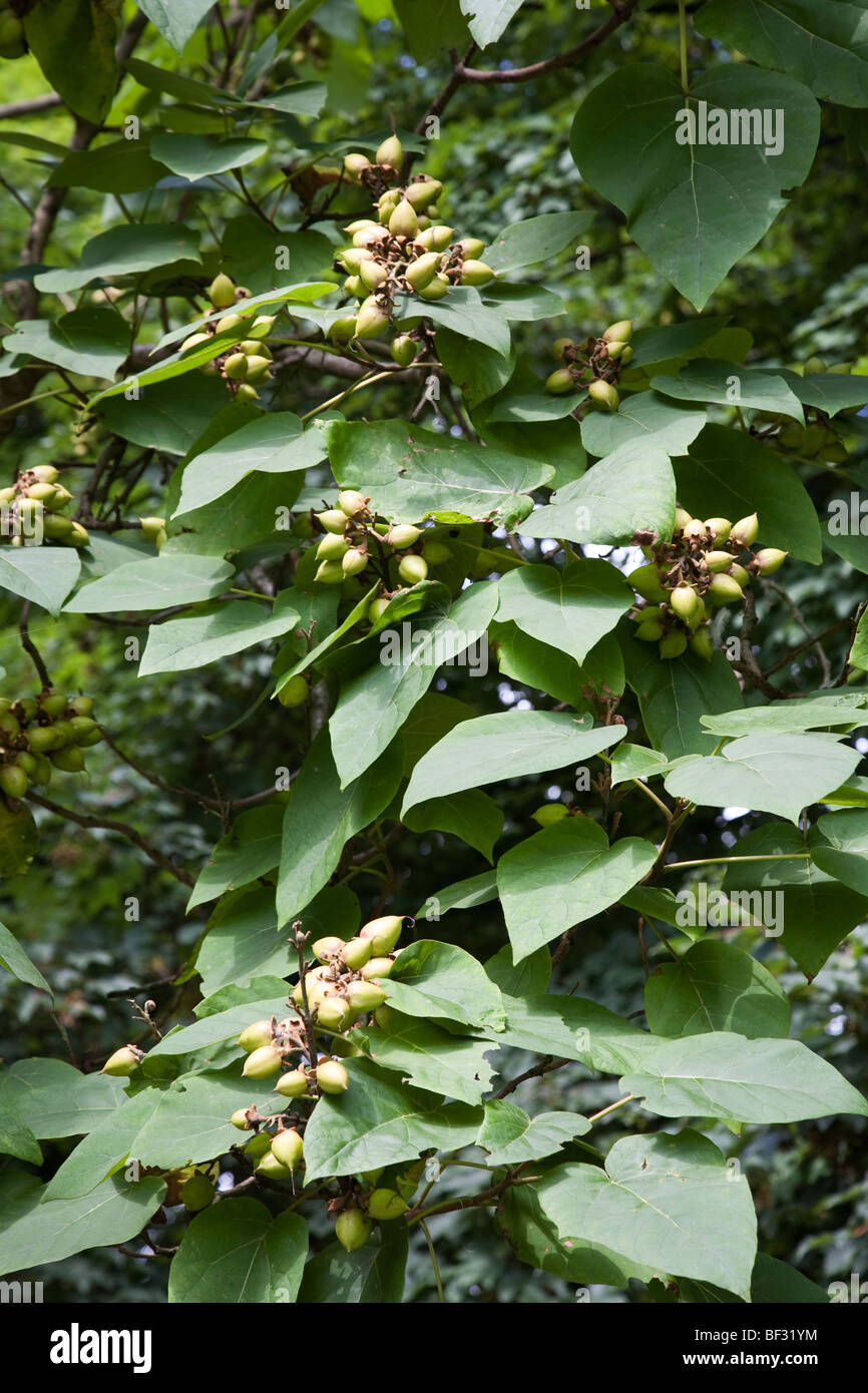 Dioon hi-res stock photography and images - Alamy