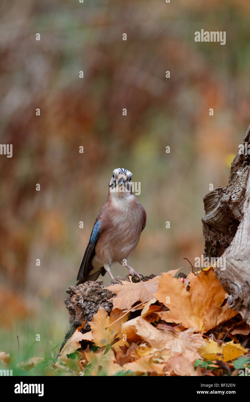 Jay Garrulus glandarius Autumn leaves Stock Photo - Alamy