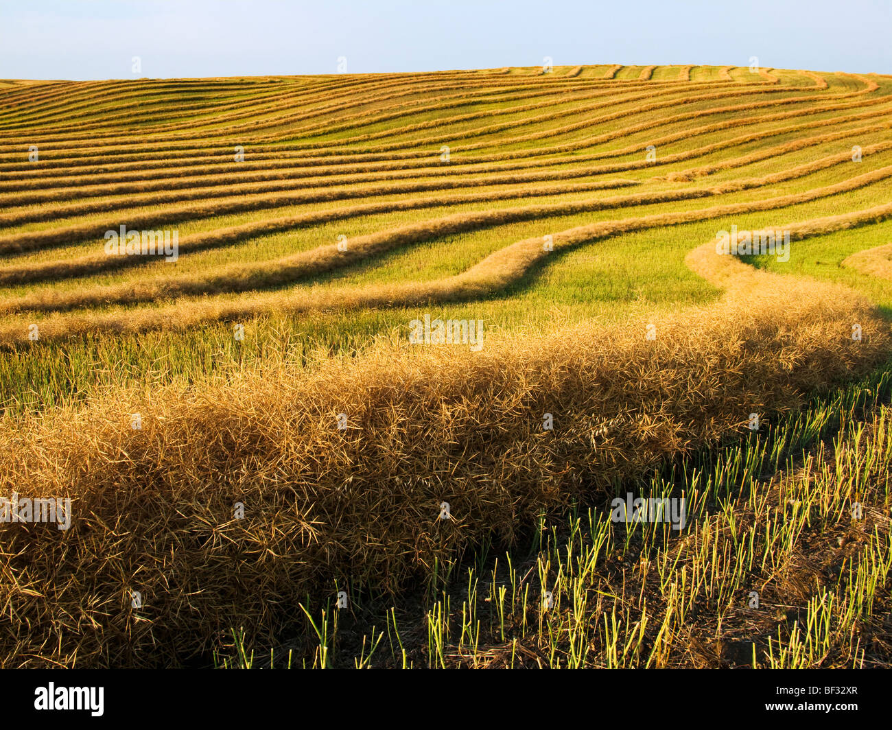 Agriculture - Drying windrows of canola (rape seed) in a swathed field ...