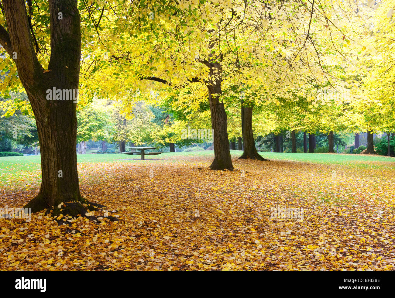 Linden trees in Portland's Laurelhurst Park turn autumn gold Stock ...