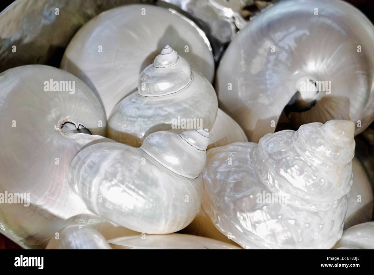 Designs In Shells High Resolution Stock Photography and Images - Alamy