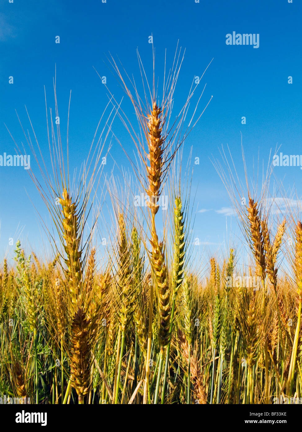 Heads Of Grain High Resolution Stock Photography and Images - Alamy