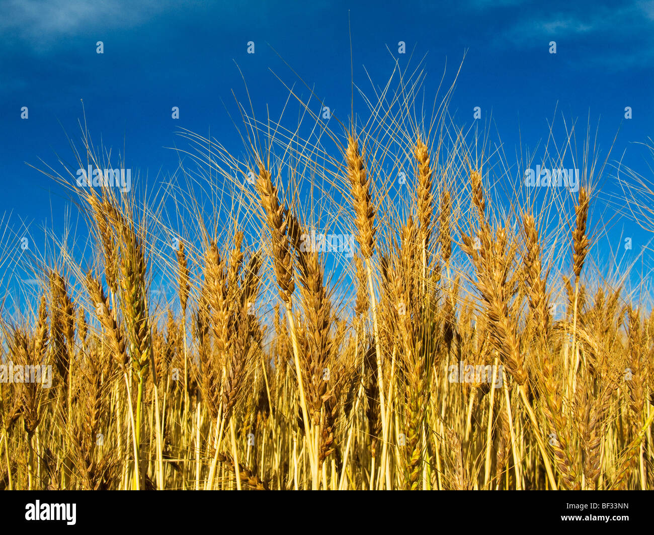 Bearded Wheat High Resolution Stock Photography and Images - Alamy