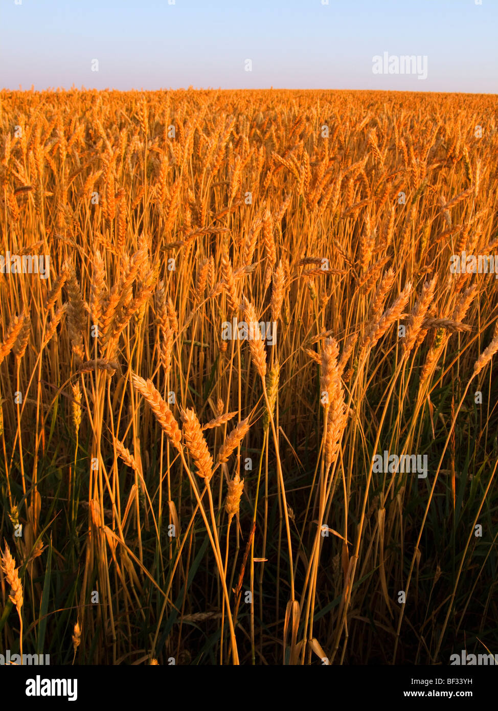 Awnless wheat hi-res stock photography and images - Alamy