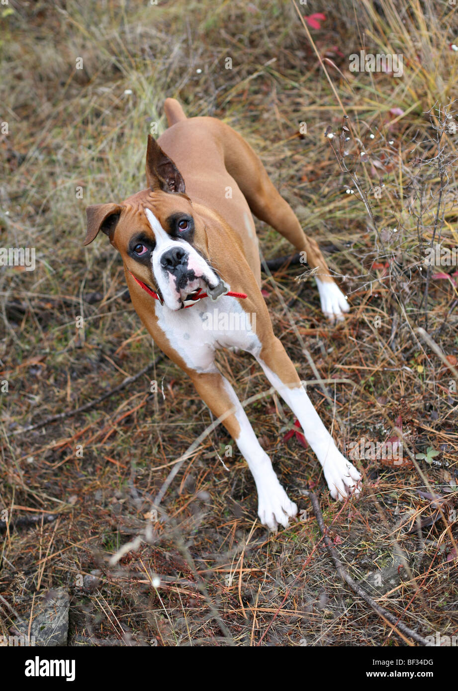 Boxer dog in classic stance Stock Photo - Alamy