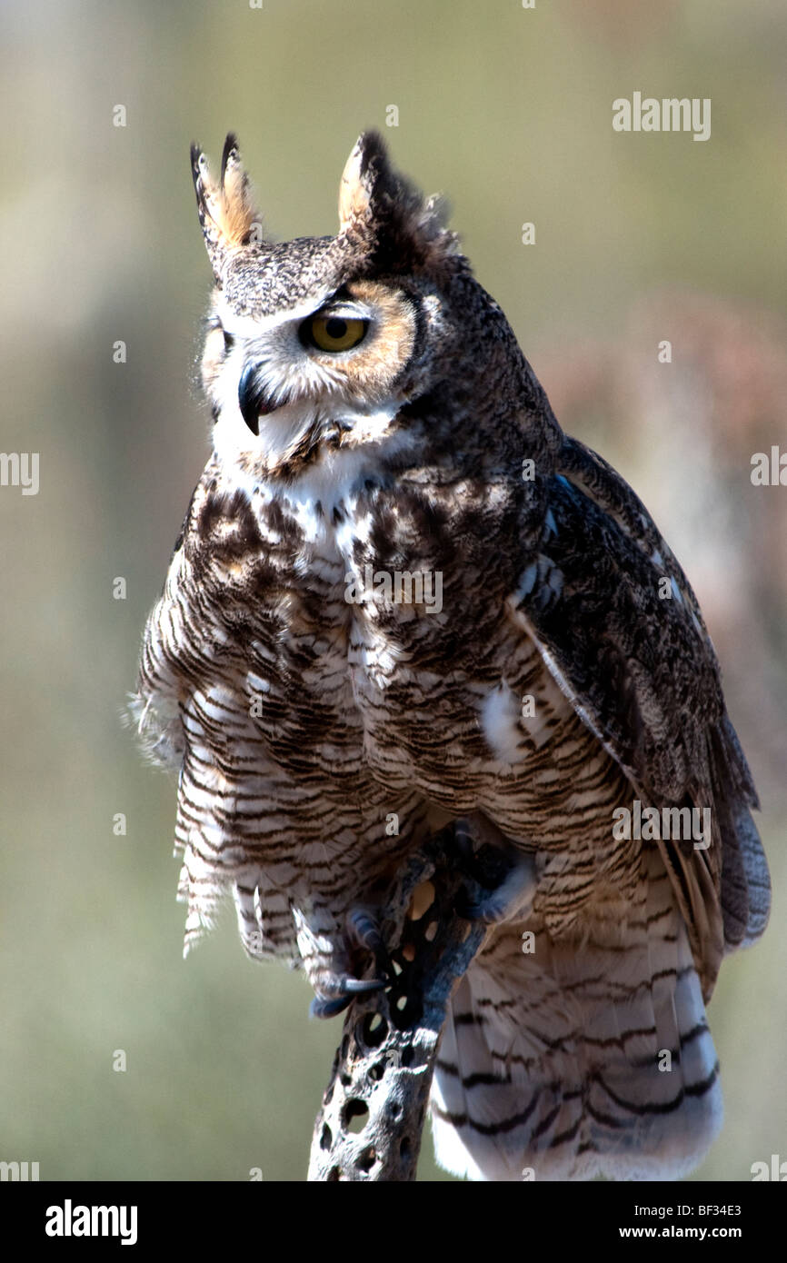 Great Horned Owl Legs