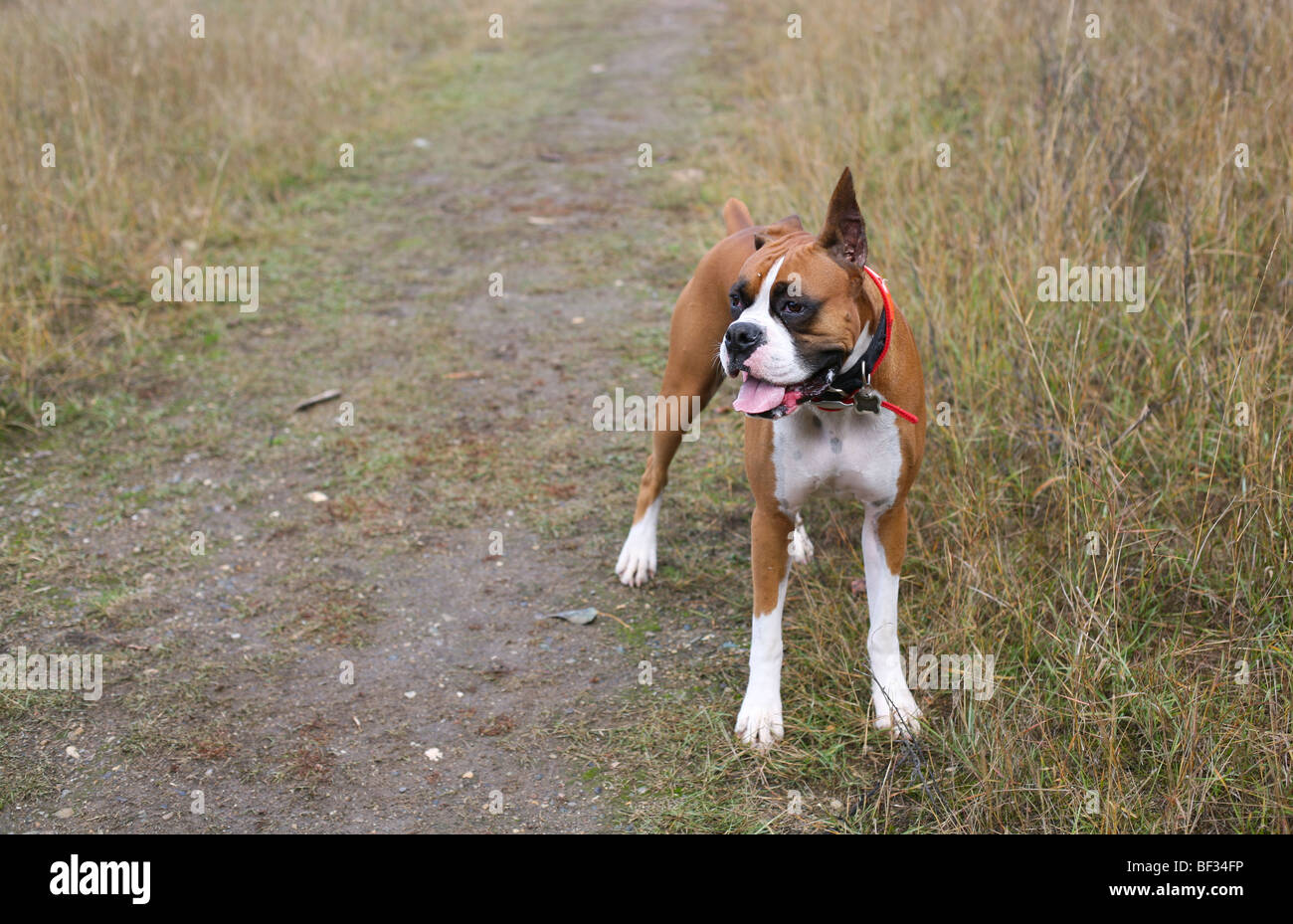 English boxer dog hi-res stock photography and images - Alamy