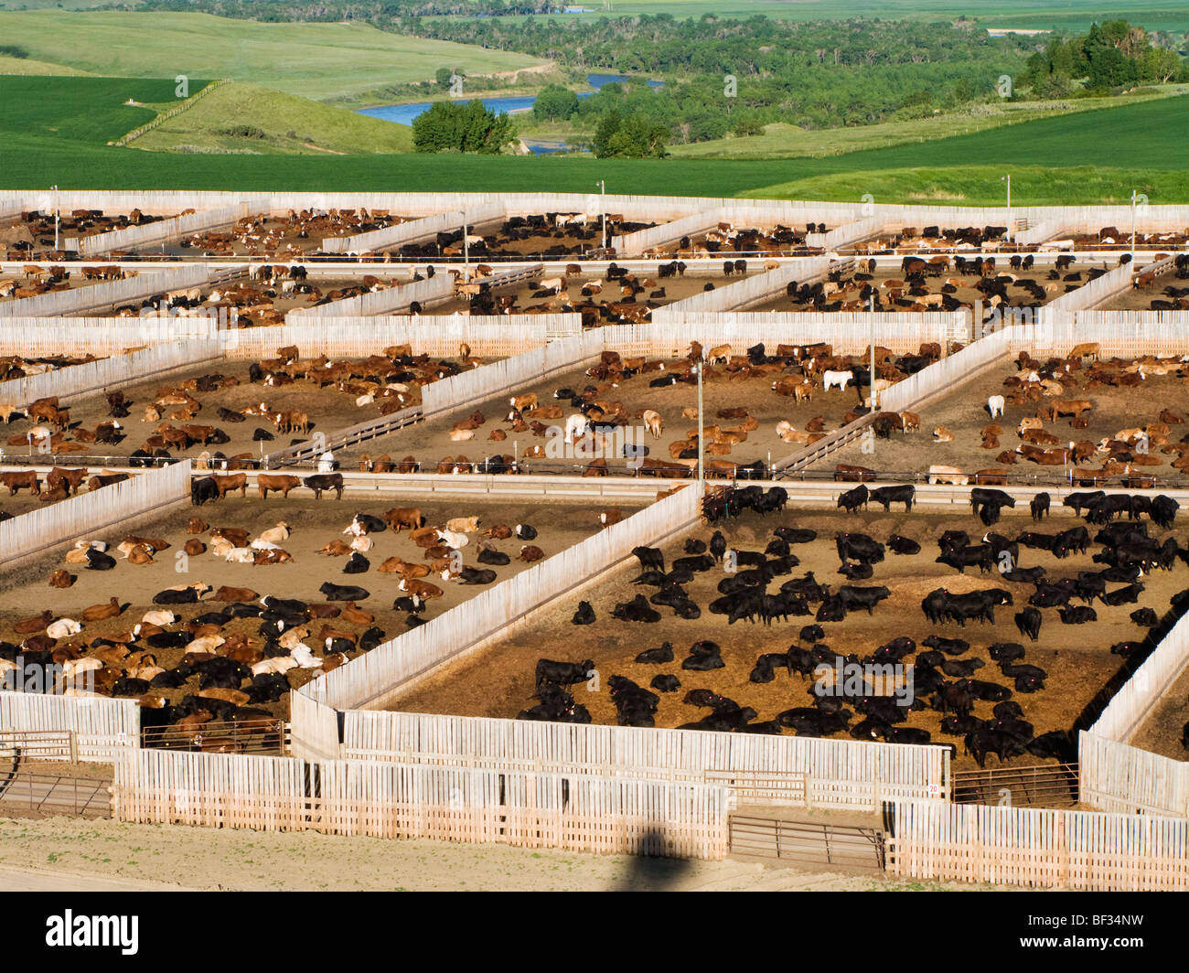 Livestock High View Mixed Cattle High Resolution Stock Photography and ...