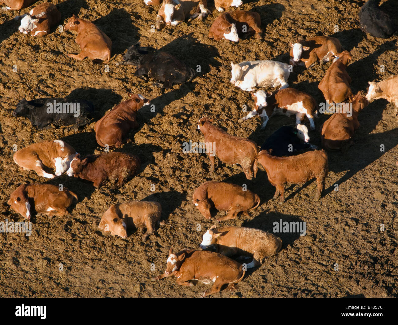 Vaccaries or ancient cattle pens hi-res stock photography and images ...