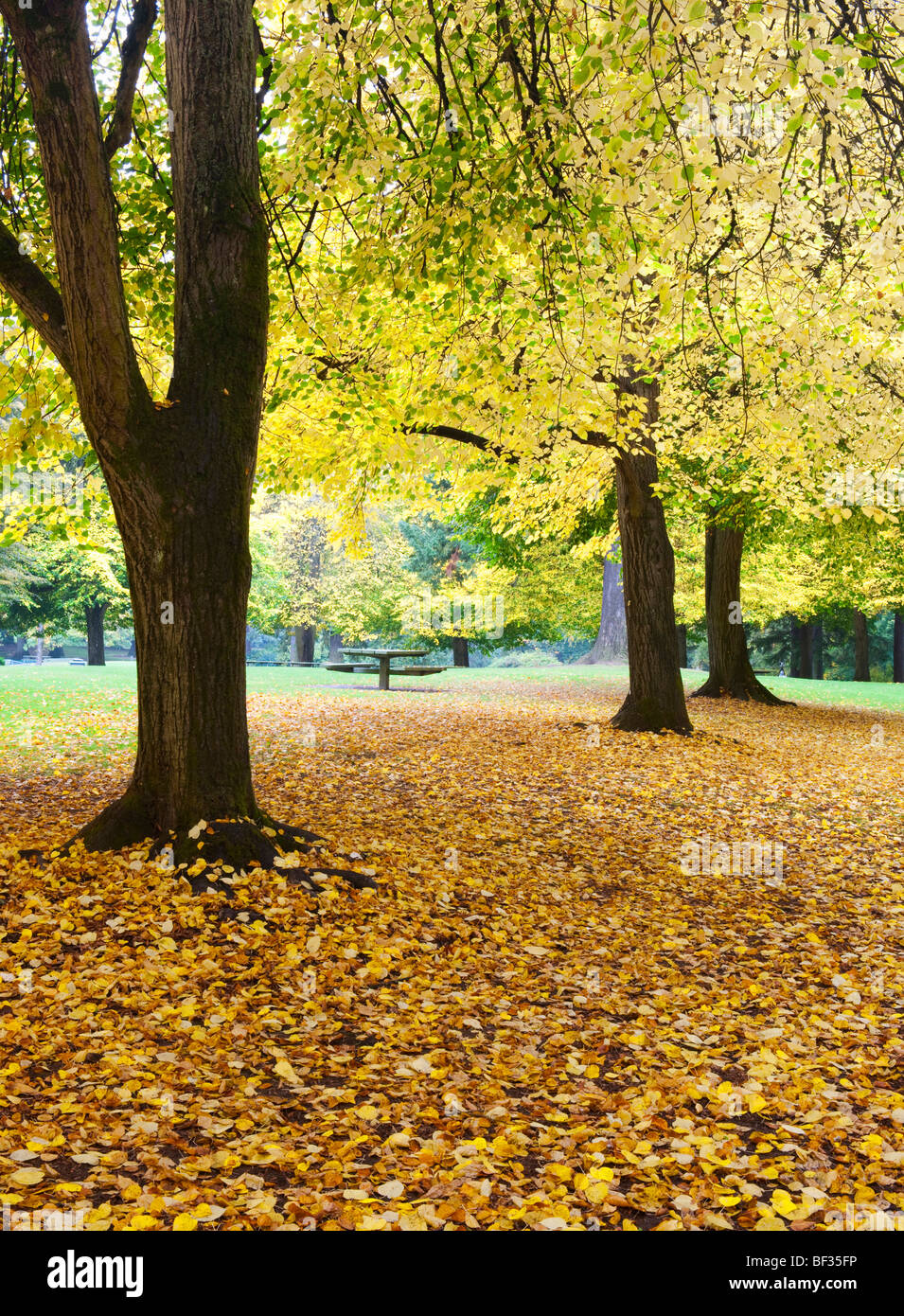Linden trees in Portland's Laurelhurst Park turn autumn gold Stock ...
