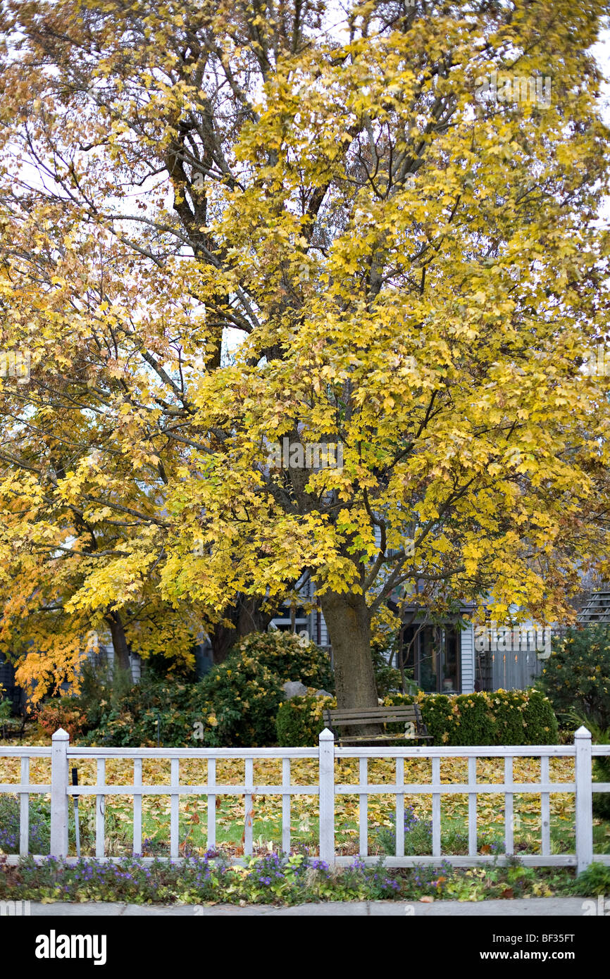 Large deciduous tree hi-res stock photography and images - Alamy