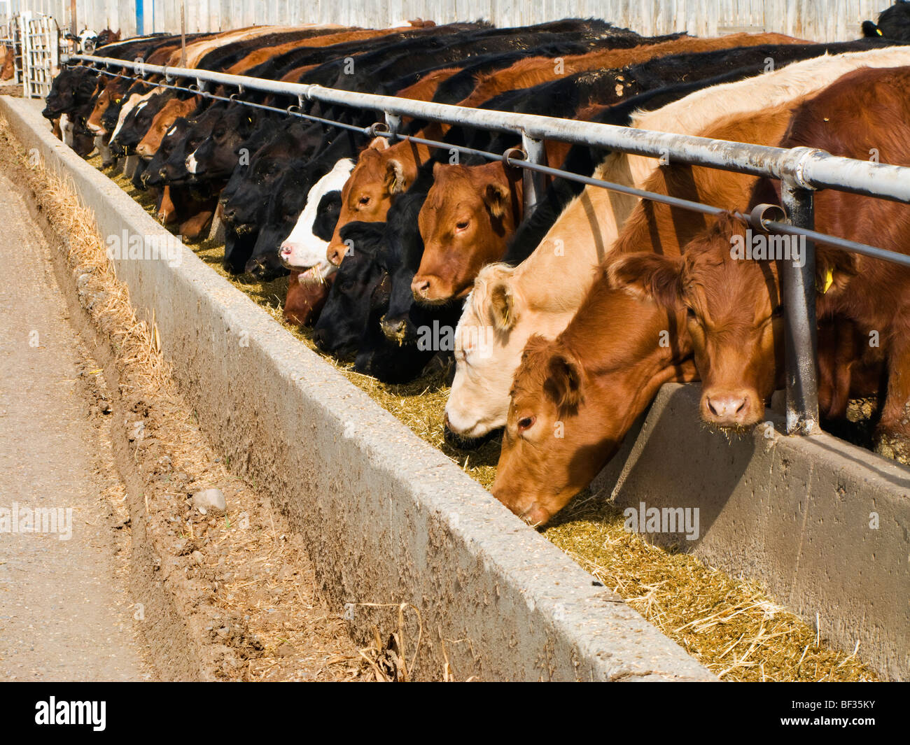 Livestock Crossbred Beef Cattle Feed Stock Photos & Livestock Crossbred ...