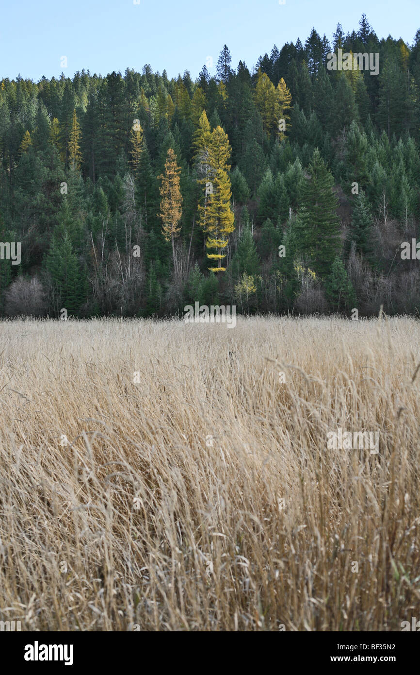 Tall meadow grasses and scenic of Autumn colors and sky at Cougar Bay ...