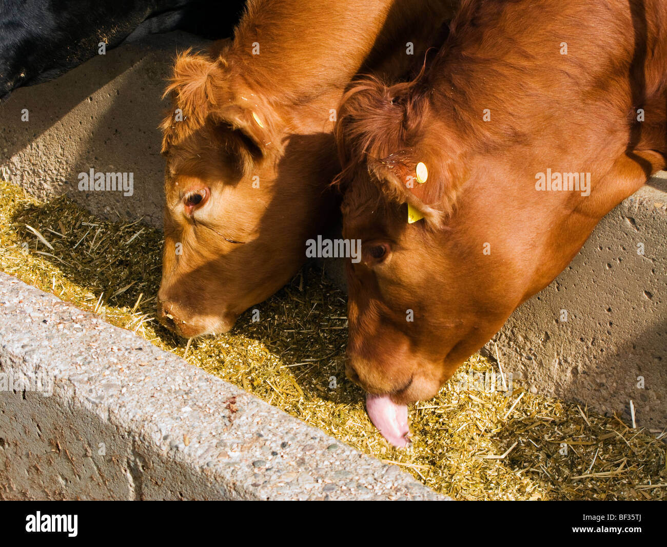 Livestock Crossbred Beef Cattle Feed Stock Photos & Livestock Crossbred ...