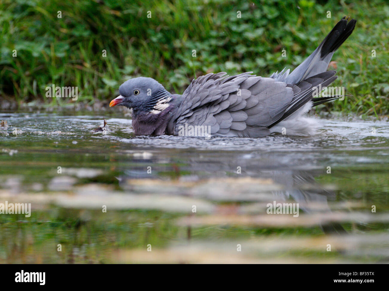 Wood Pigeon Columba palumbus bathing splash water Stock Photo - Alamy