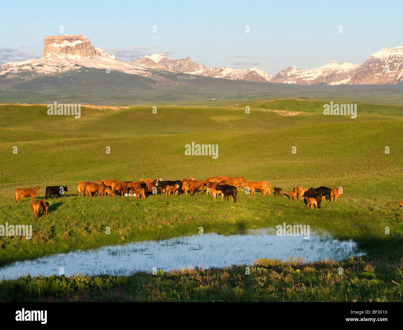 Red Angus Cattle Stock Photos & Red Angus Cattle Stock Images - Alamy