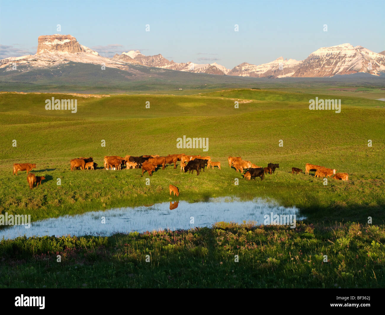 Then pasture hi-res stock photography and images - Alamy