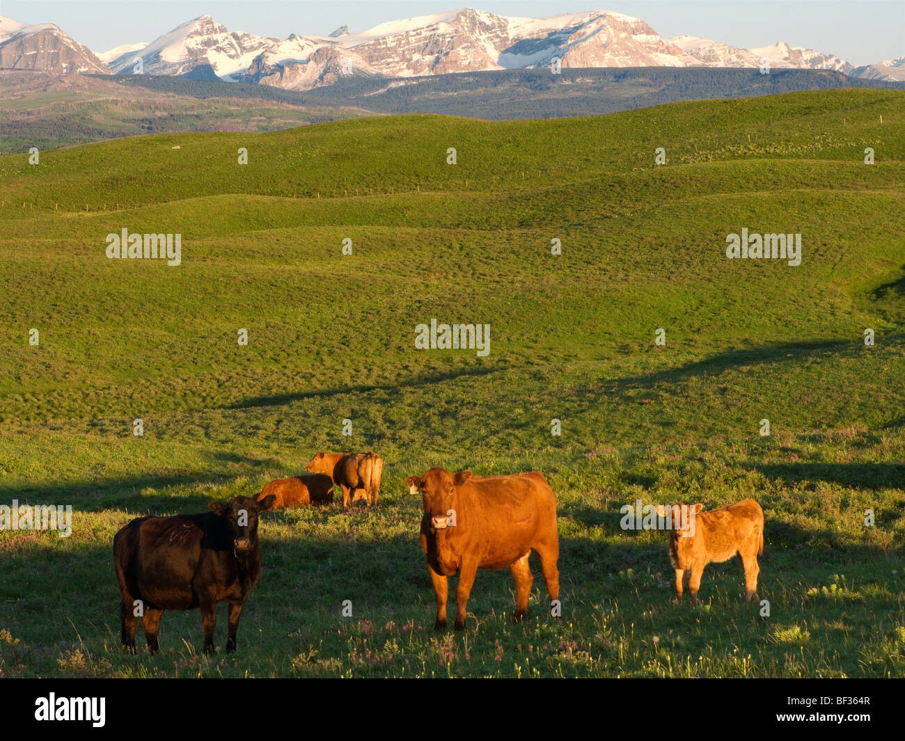 Gathered cattle hi-res stock photography and images - Alamy