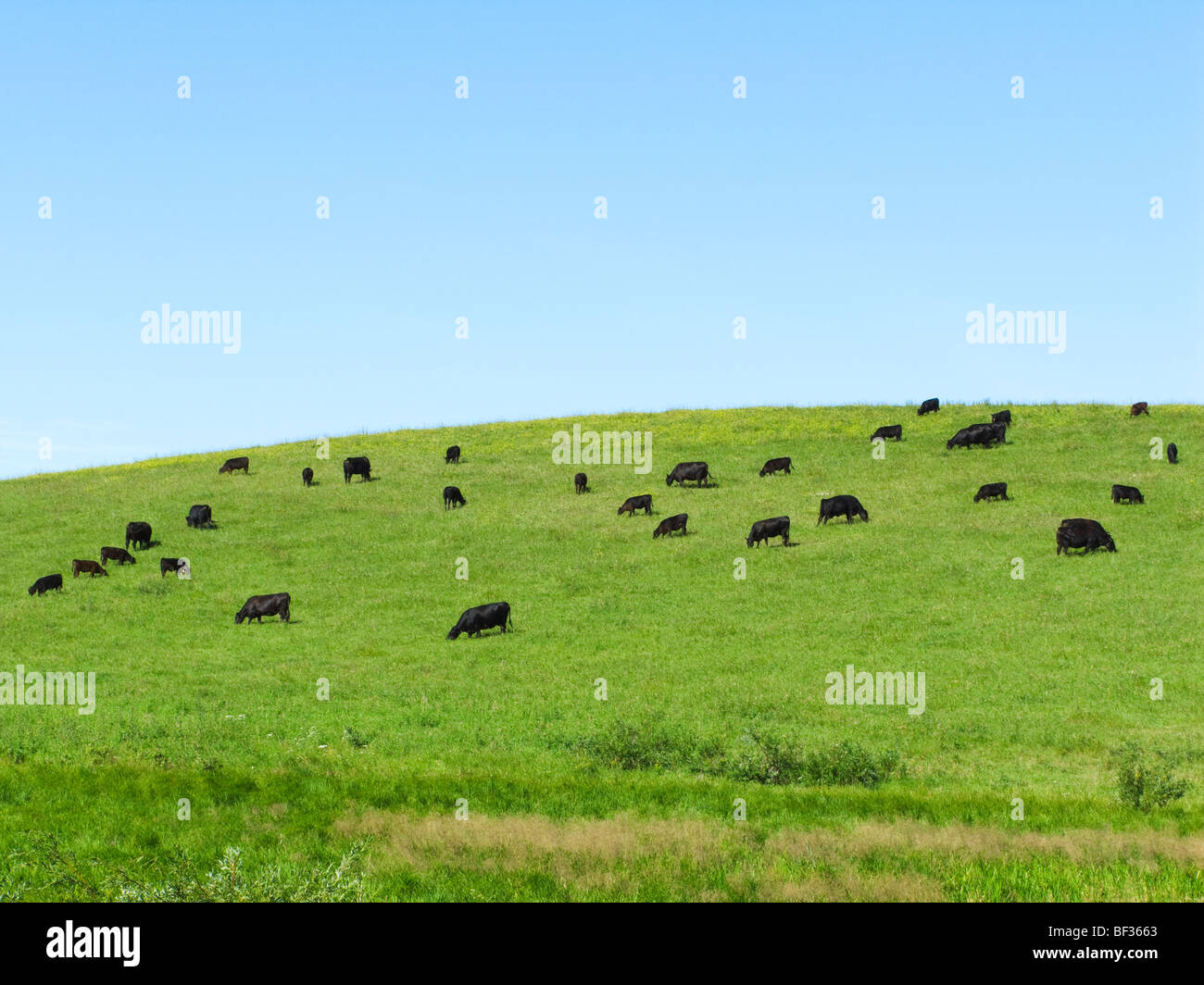 Black angus cattle hi-res stock photography and images - Alamy