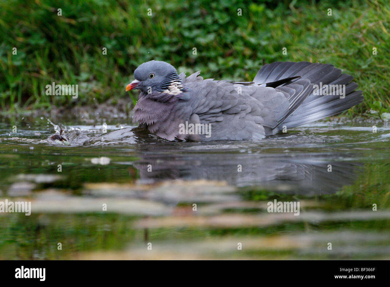 Wood Pigeon Columba palumbus bathing splash water Stock Photo - Alamy
