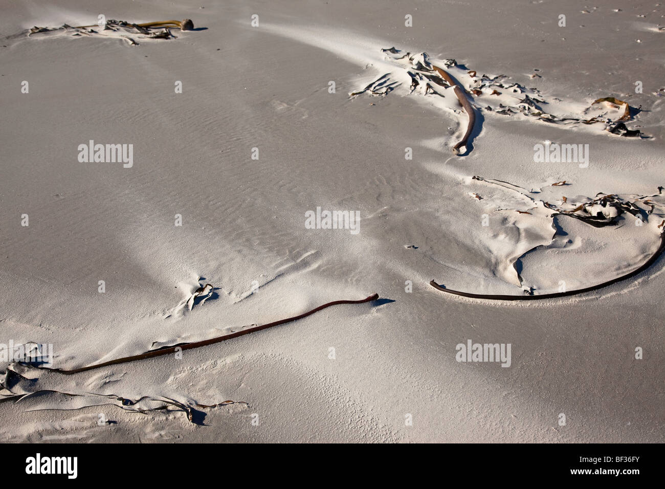 Wind swept hi-res stock photography and images - Alamy