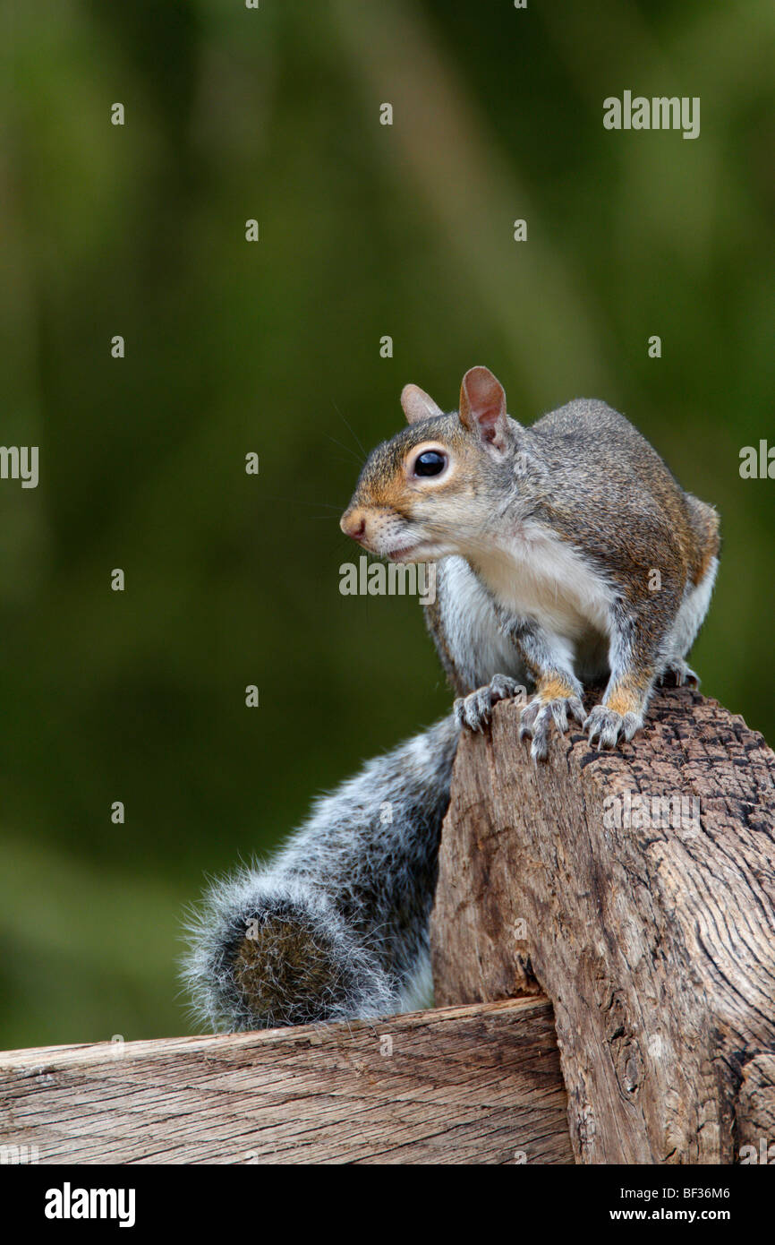 Gray squirrel food hi-res stock photography and images - Alamy