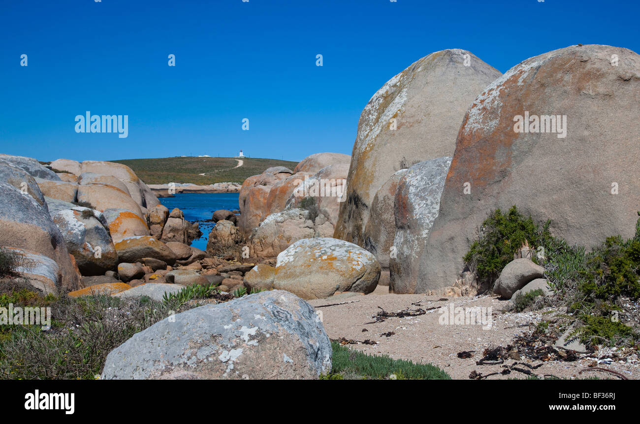 Colombine hi-res stock photography and images - Alamy