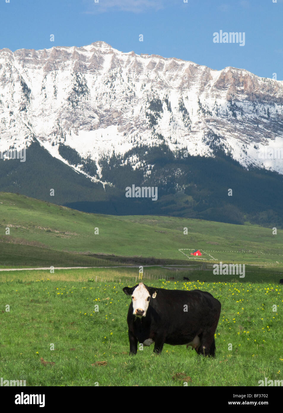 Beef cow pasture hi-res stock photography and images - Alamy
