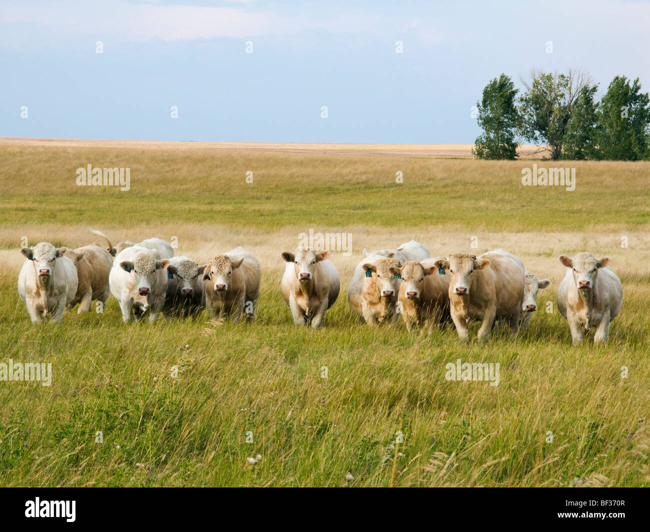 Livestock animal hi-res stock photography and images - Alamy