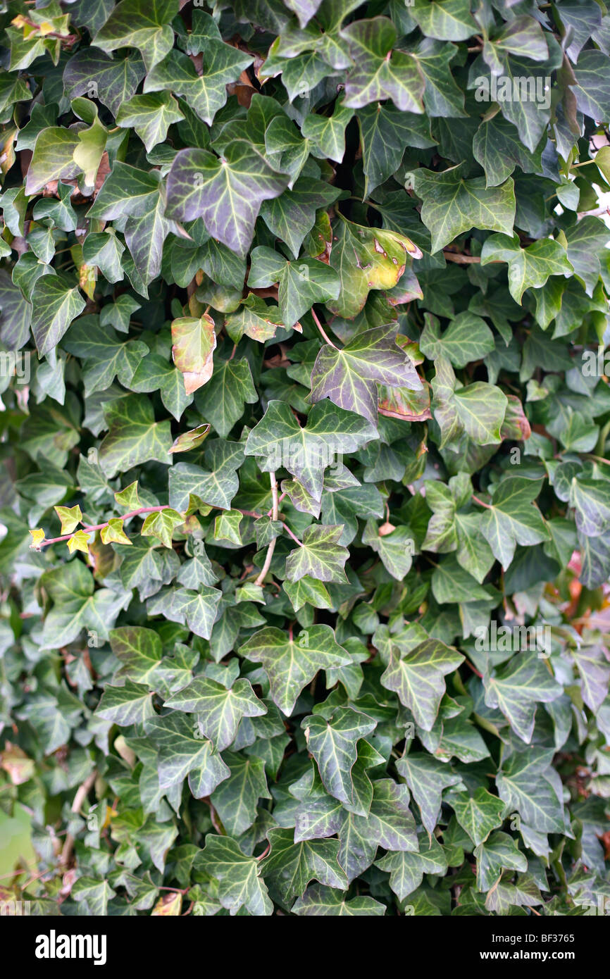 Variegated ivy enveloped over a wooden pole Stock Photo - Alamy