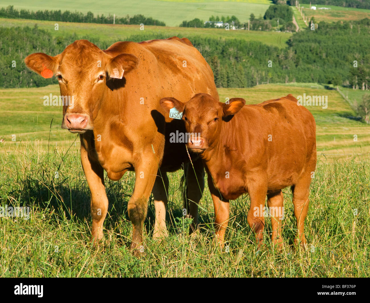 Livestock cow cows pasture hi-res stock photography and images - Alamy