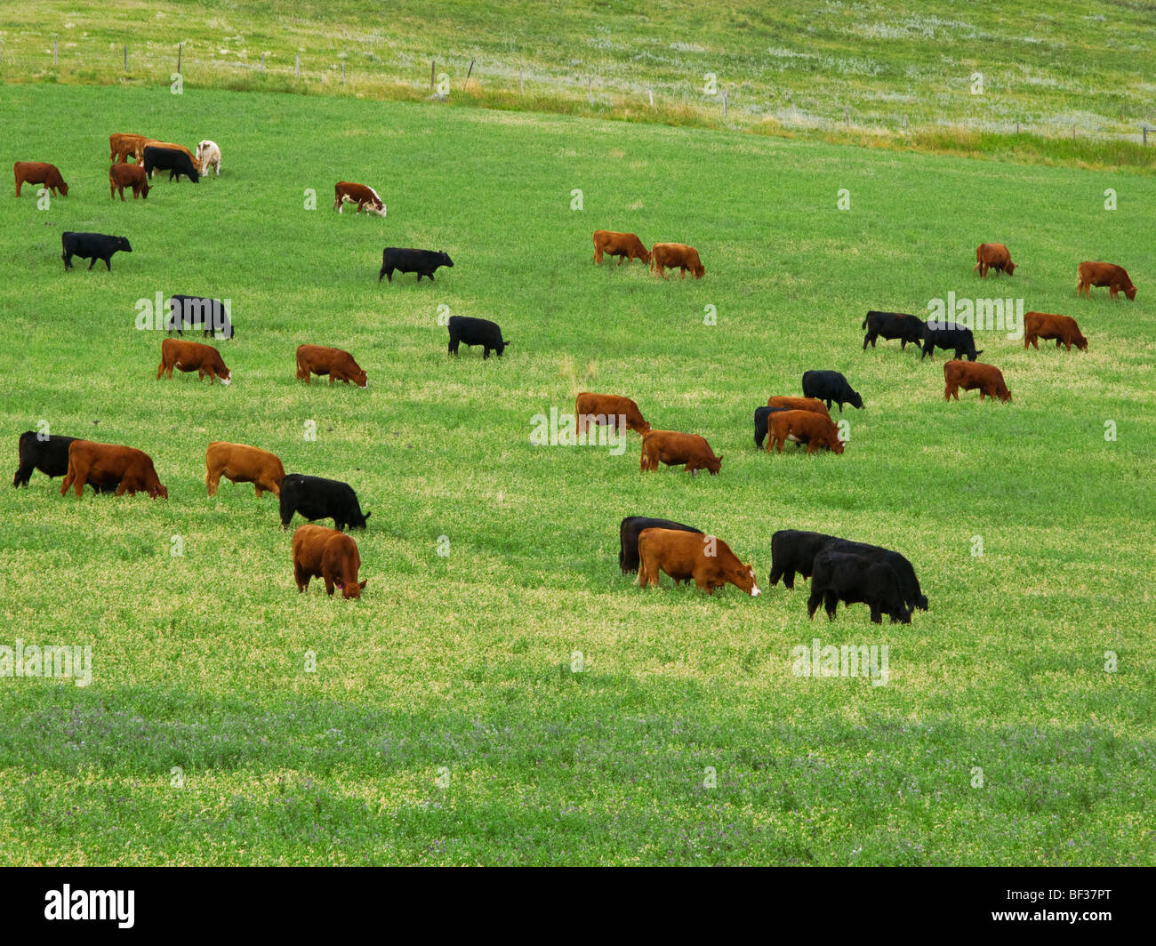 Mixed Grazing High Resolution Stock Photography and Images - Alamy
