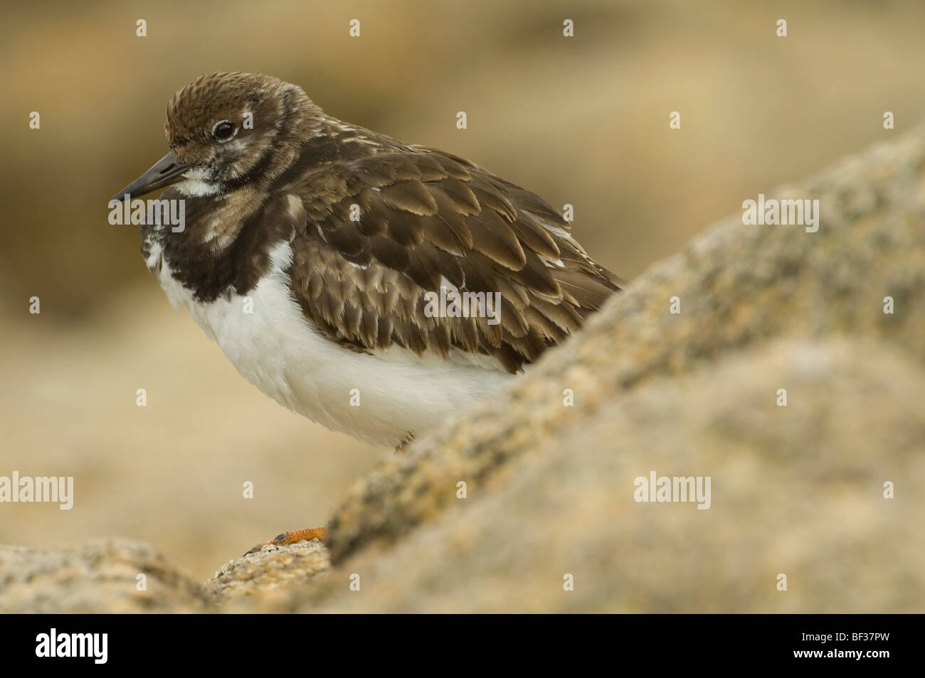 Turnstone (Arenaria interpres Stock Photo - Alamy