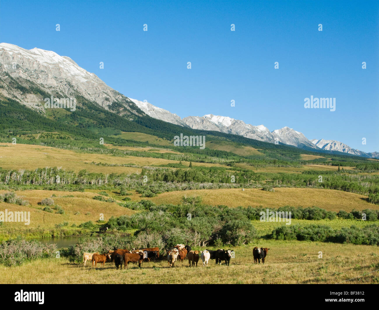 Breeds mixed hi-res stock photography and images - Alamy