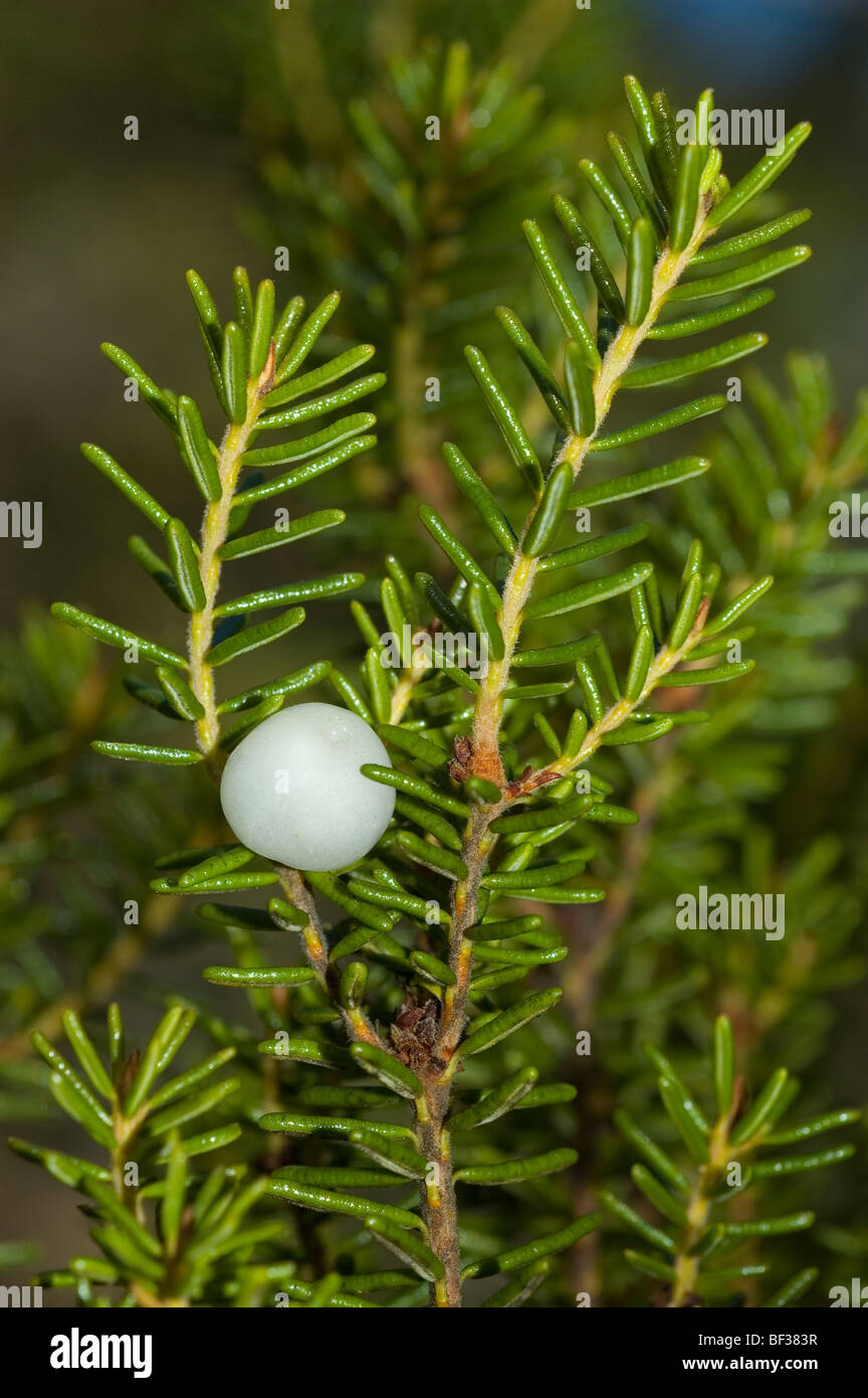 Corema album plant hi-res stock photography and images - Alamy